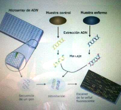 OscarMontesdeocaOrmaza: Microarrays de Proteìnas para la detecciòn de ...