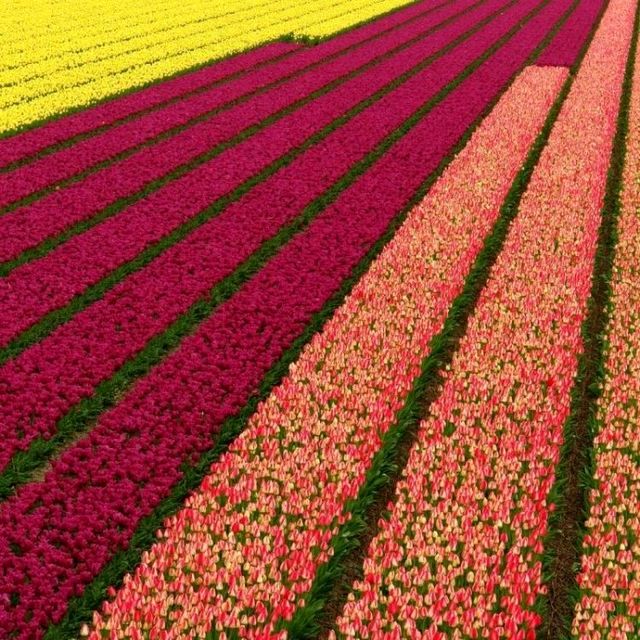 Betul Betul Ohsem - Ladang Bunga Tulip Di Belanda ~ I Luv Info