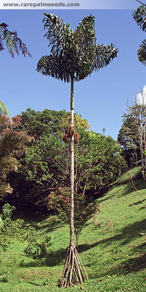 EL RINCON DE UN JARDIN: LA CHONTA, el árbol que anda