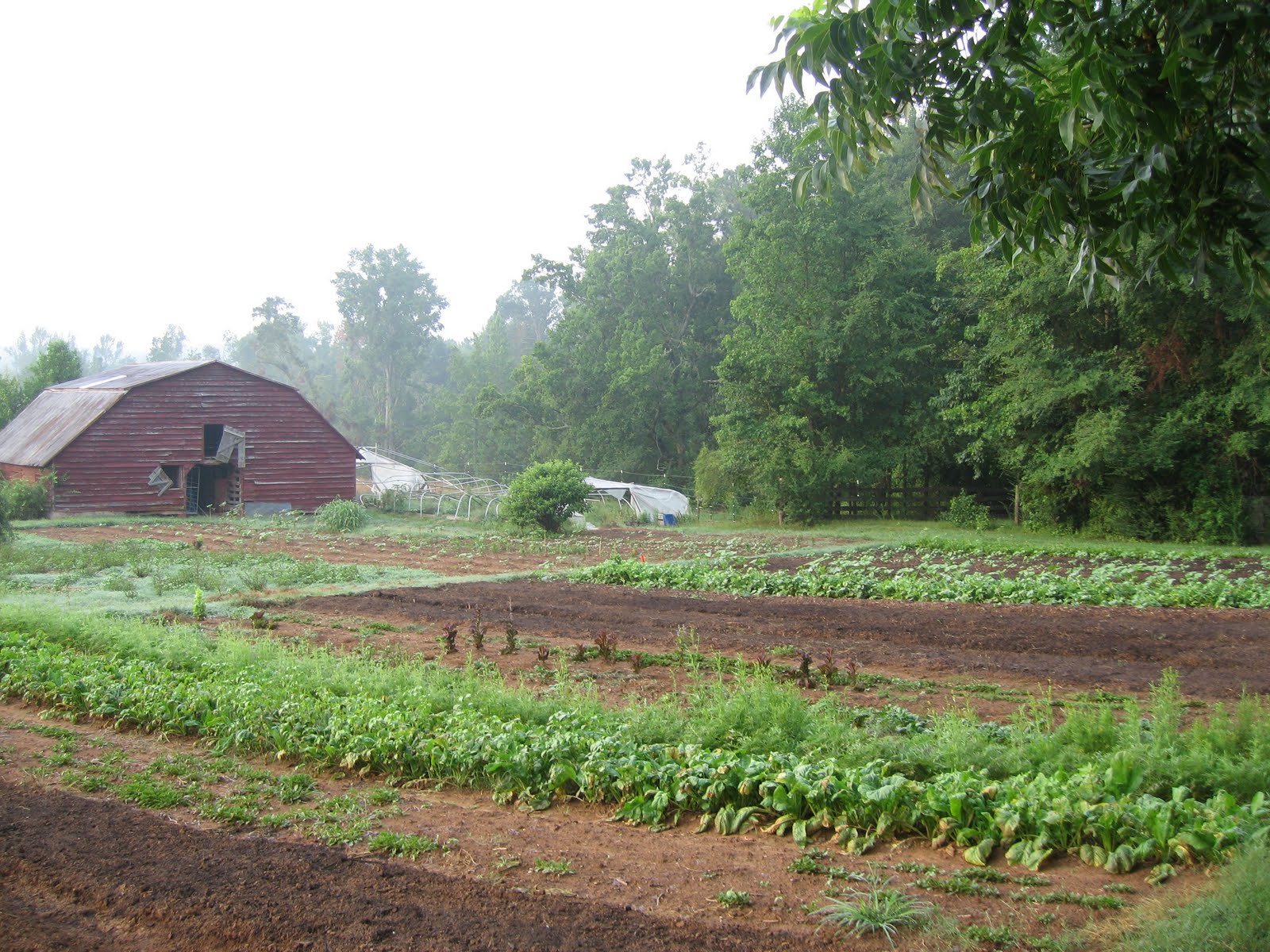 Peter and the WWOOF: Greenleaf Farms / detours / lowernine.org