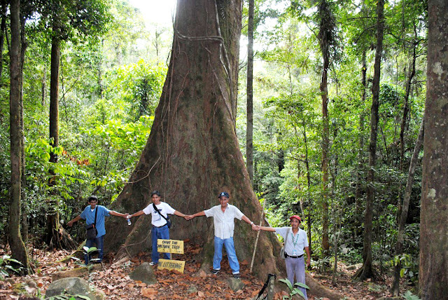 Mambulaoans WorldWide Buzz: Saving Bicol's vanishing forest by buying ...