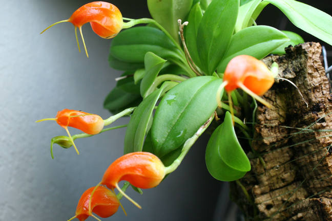 Masdevallia limax care and culture | Travaldo's blog
