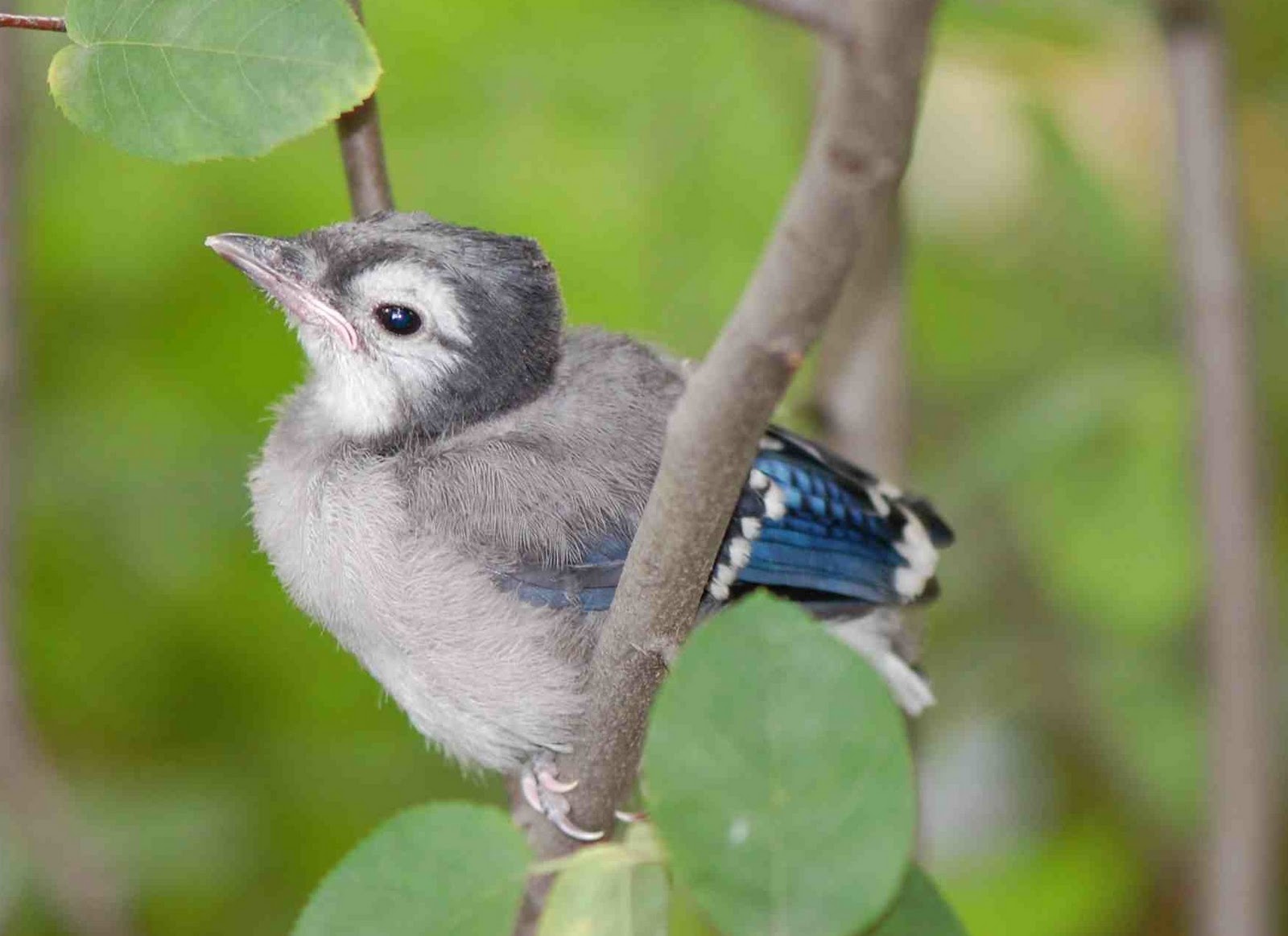 Urban Wildlife Guide: Red & Blue