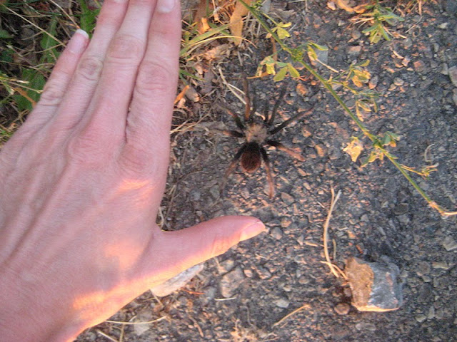 design sparrow: do tarantulas bite?