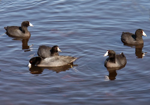 Macaroni: Old Coots, Young Shoots