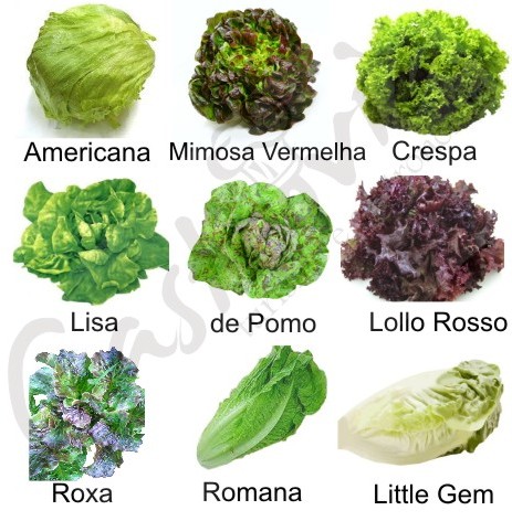 HORTA E FLORES: Variedades de Alface Produzidas no Brasil