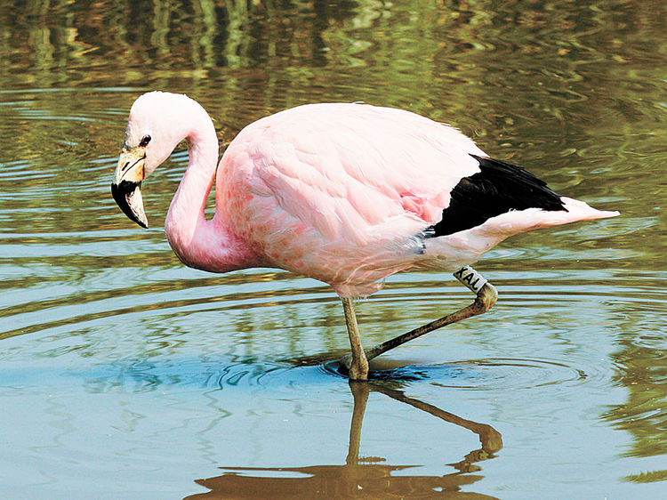 Oruro atesora un albergue desconocido de las parihuanas | NOTAS DE ...