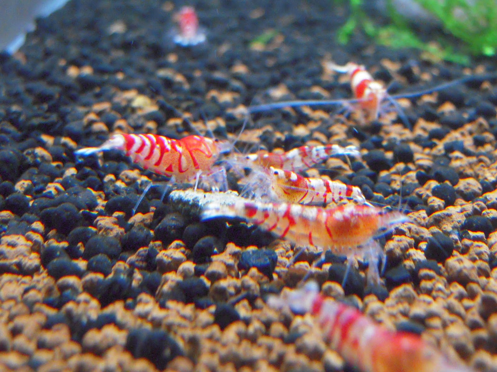 Crystal Red Shrimp: Red Tibee Shrimp --- Must see!