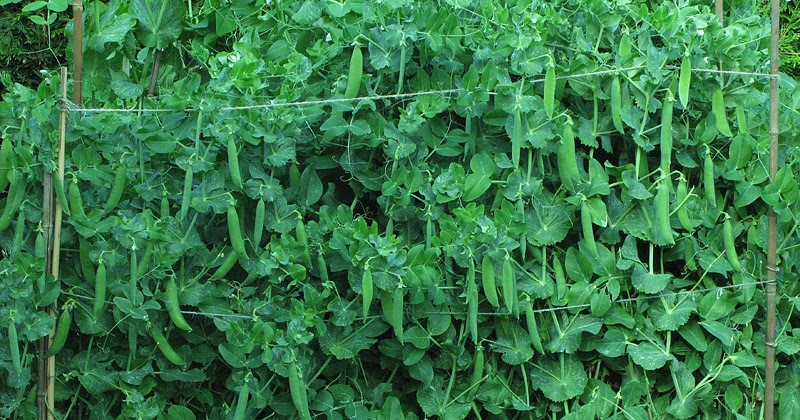 Peas Farming in Kenya | YETU BLOG | Kenya