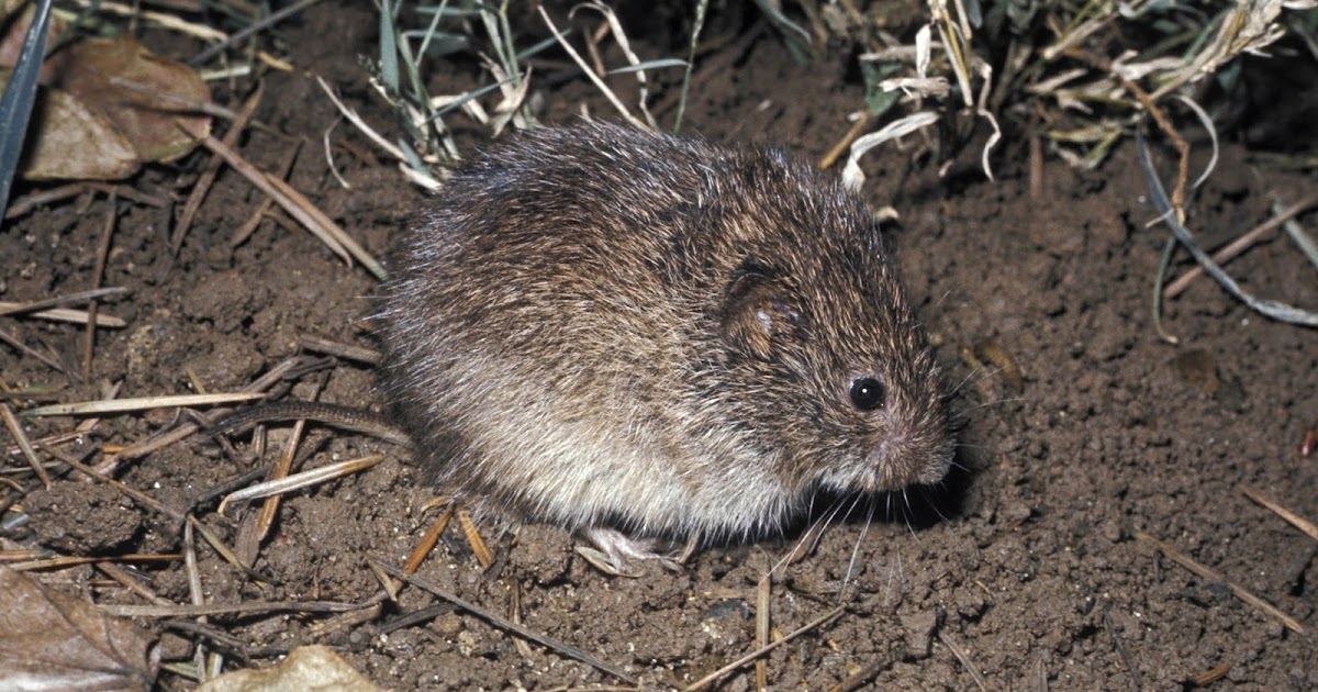 prairiemary: LOVE AMONG THE VOLES