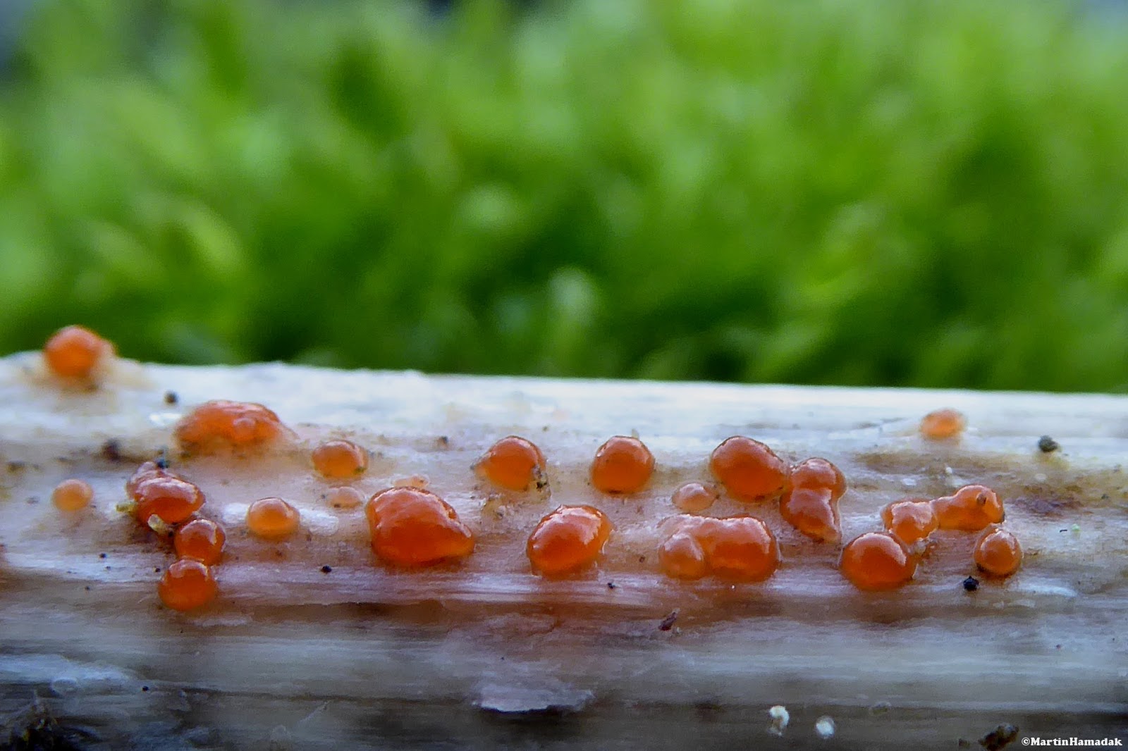 Martin Hamadak - Fotogalerie: Houbaření 8.3.2018