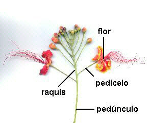 PLANT FAMILIES OF PUERTO RICO AND FLORIDA PAPO VIVES: INFLORESCENCIAS