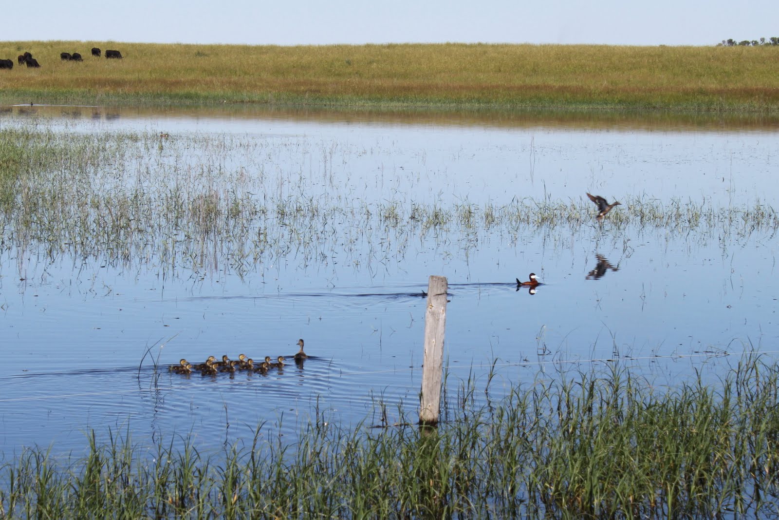 Still Life With Birder: A Prairie Slough