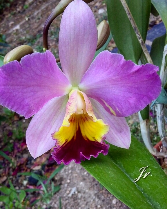 Orquídeas JR: Cattleya