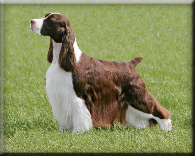 NUNCAJAMAS COCKER: LOS OTROS SPANIELS: EL SPRINGER SPANIEL INGLÉS