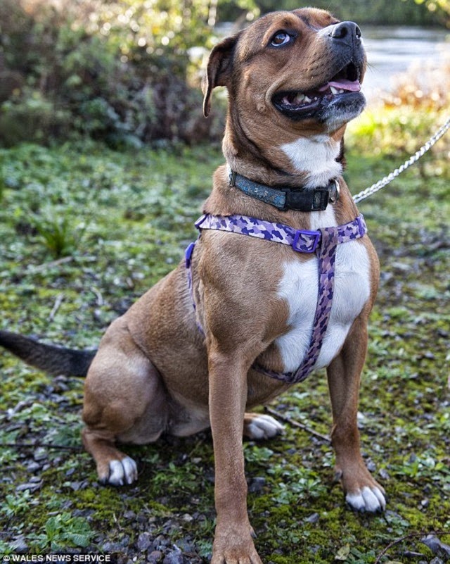 La hermosa transformación de "Angel", la cachorra que escapó de la ...