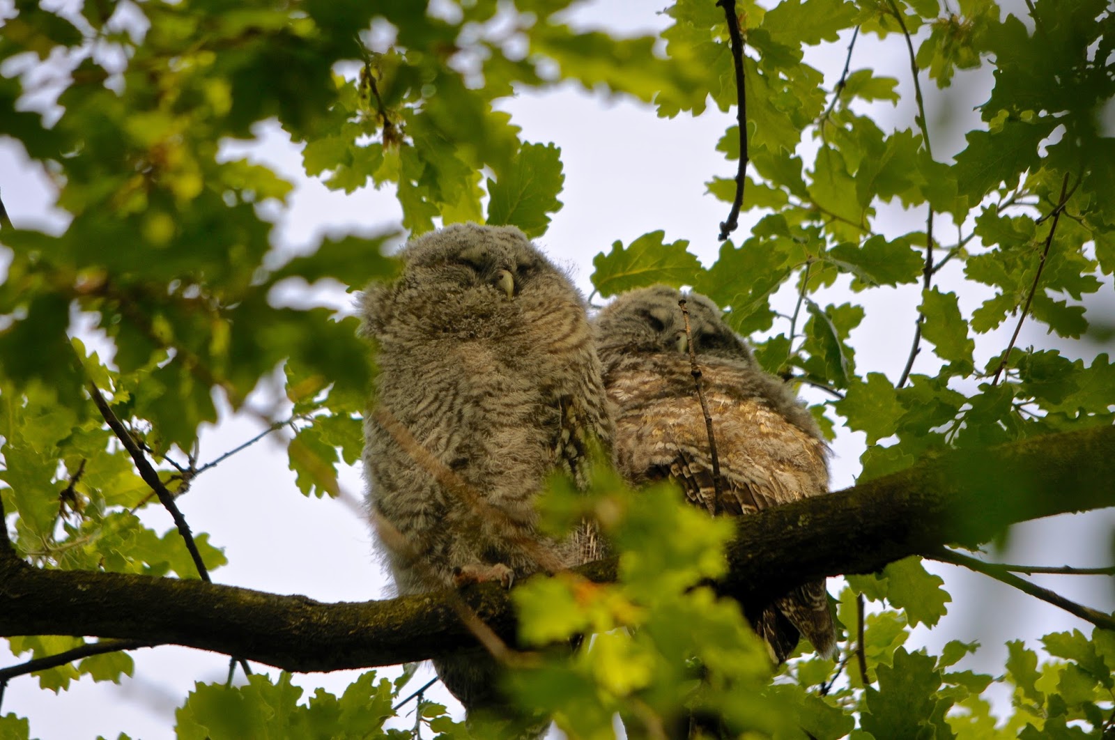 EL NIDO DEL XUAN: CÁRABO COMÚN. (Strix aluco)