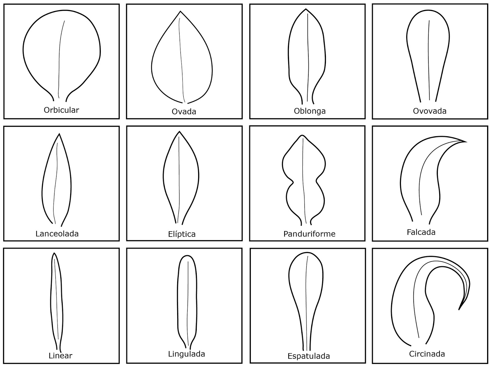 Proyecto Musgo: Glosario