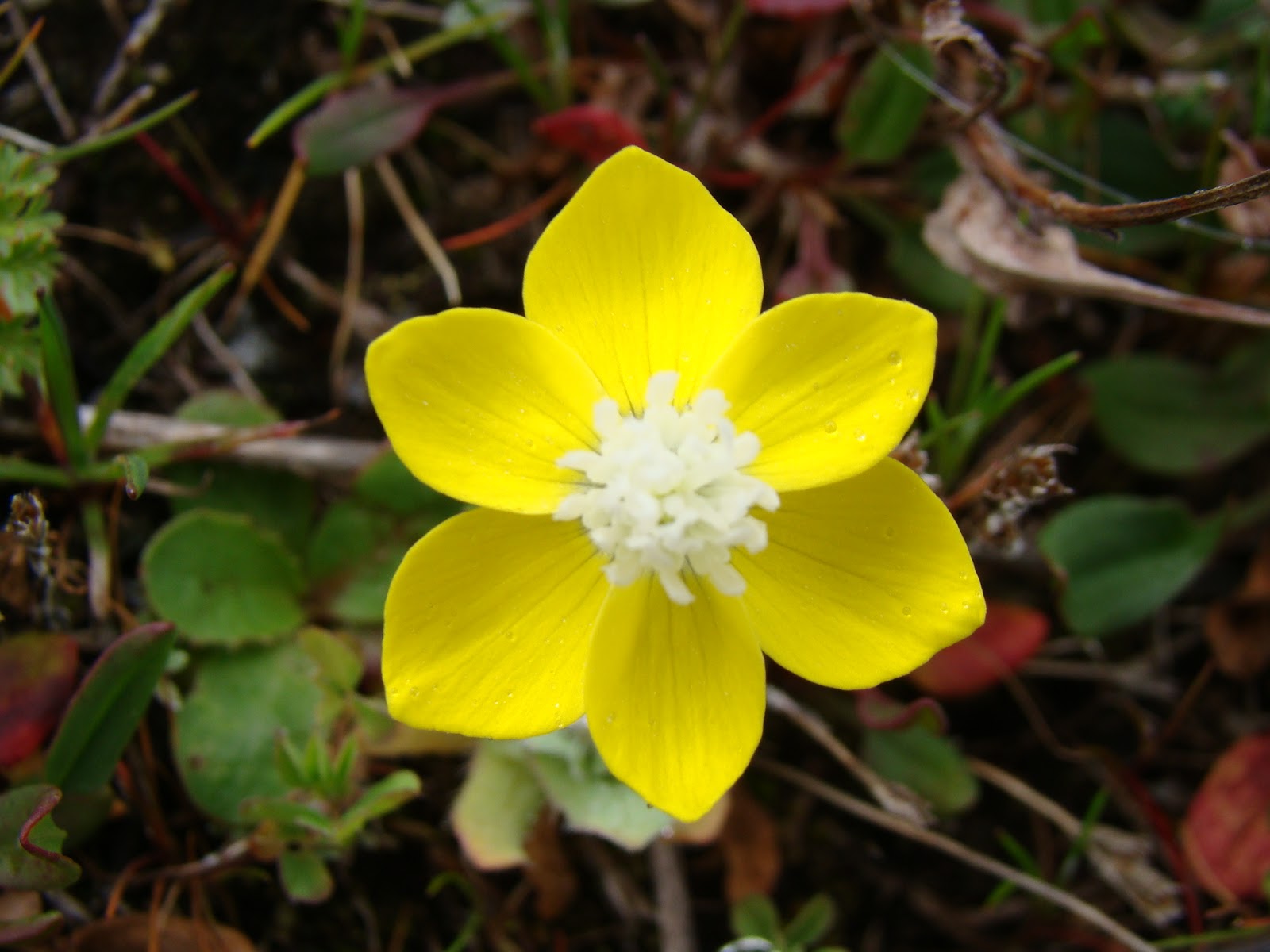 Leaves of Plants: Cream cups