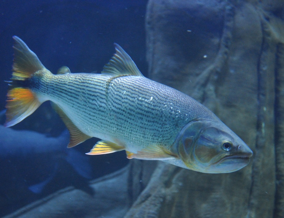 ZOOTOGRAFIANDO (6.100 ANIMALS): DORADO / DORADO (Salminus brasiliensis)