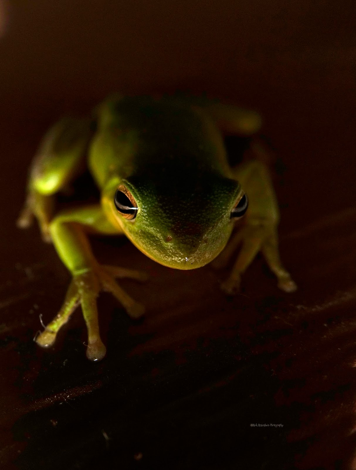 Life Through My Eyes: Yeah Baby!! It's Frog Photography Time!