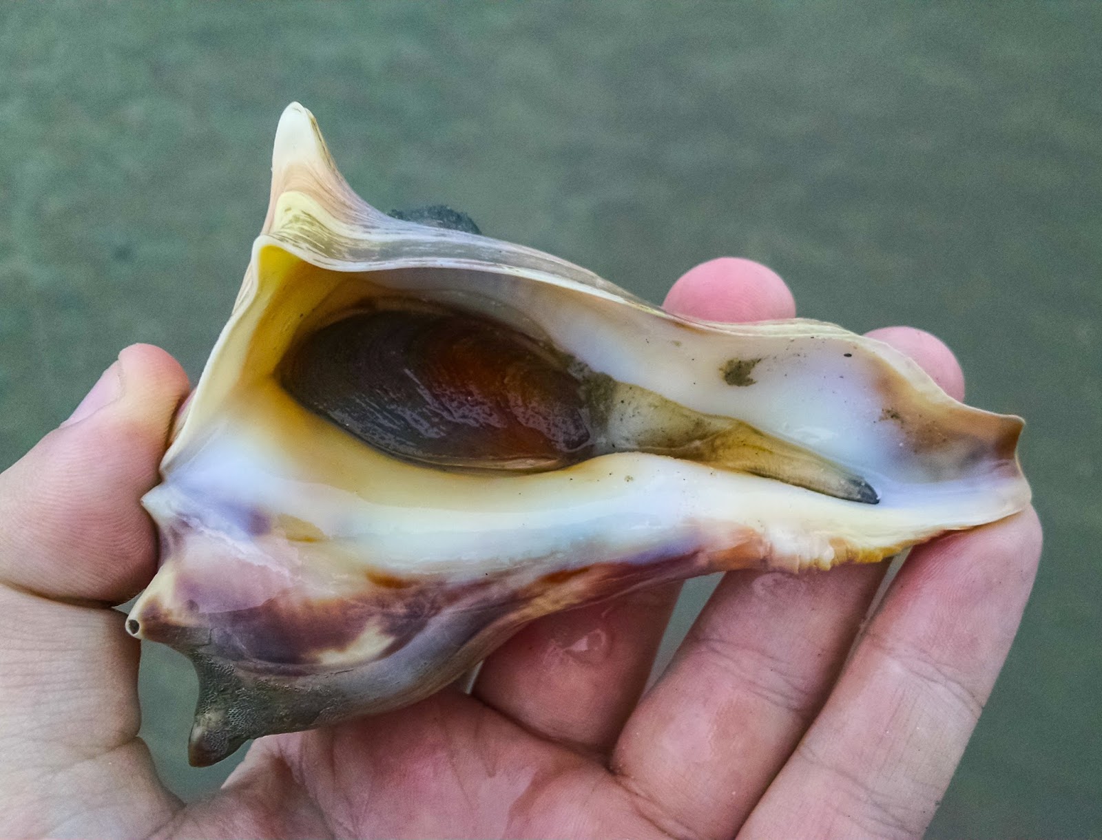 On the Subject of Nature: Exploring Low Tide