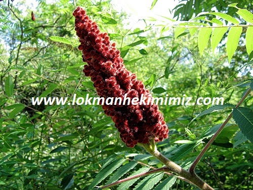 Şifalı Bitkiler Ansiklopedisi Lokman Hekim : Somak(Sumak) Ve Faydaları