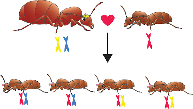 evolutionary baggage: an ant rant