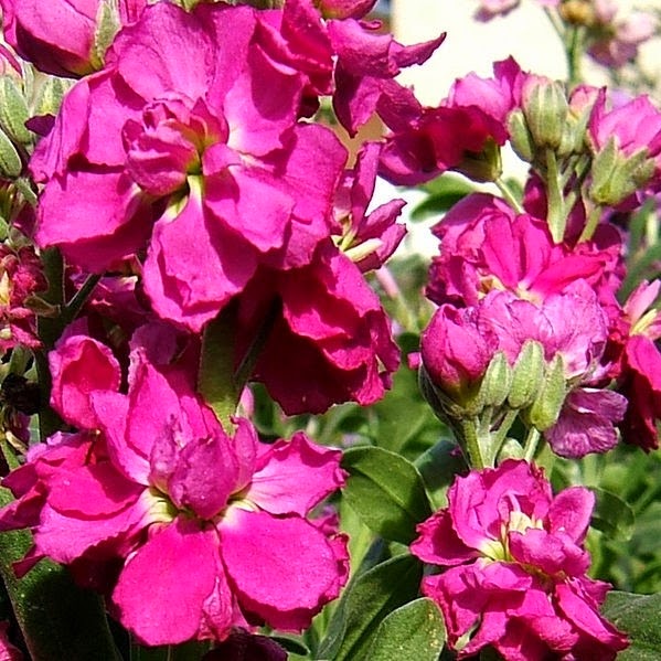 Alelí o Matthiola incana | Plantas