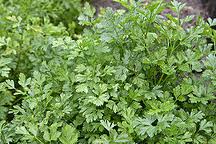 Greek Aquaponics Ενυδρειοπονία: ΦΥΤΑ