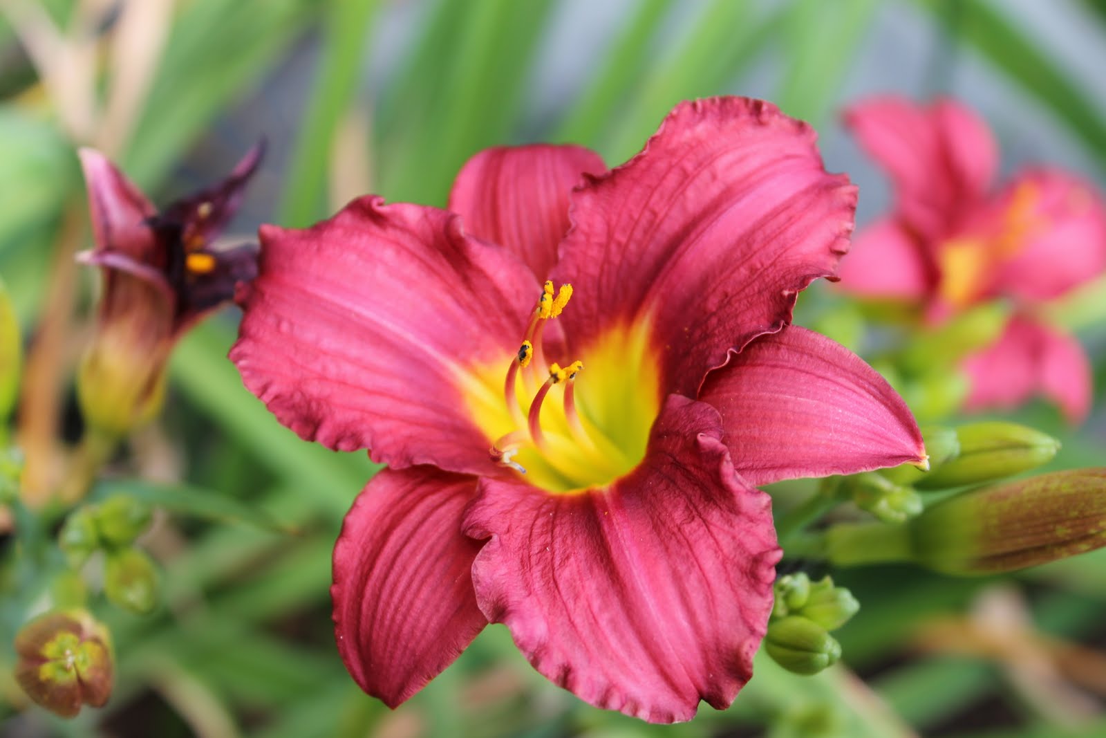 Blooms and Legumes: Daylily Delirium