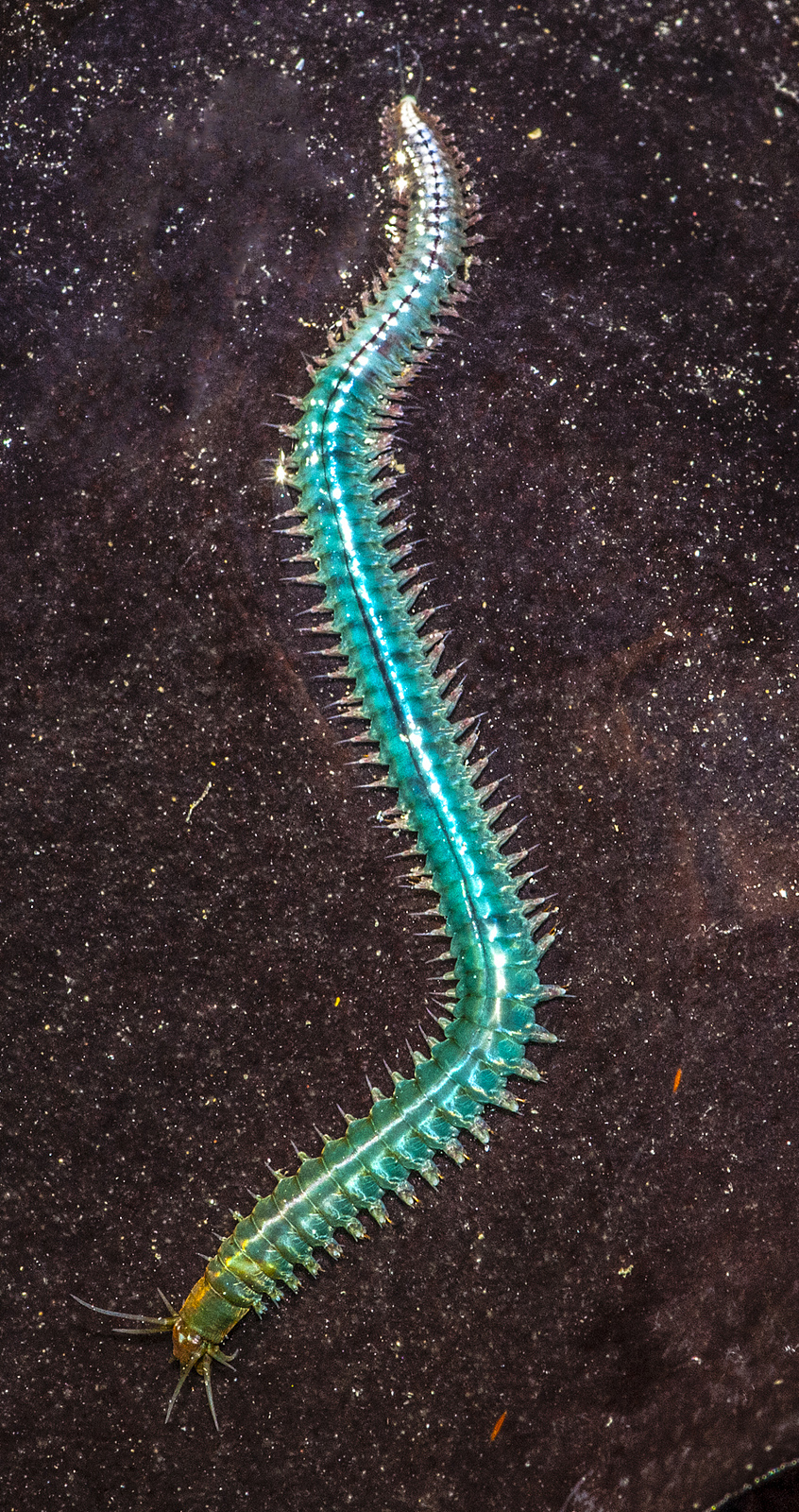 Real Monstrosities: The Blues IV