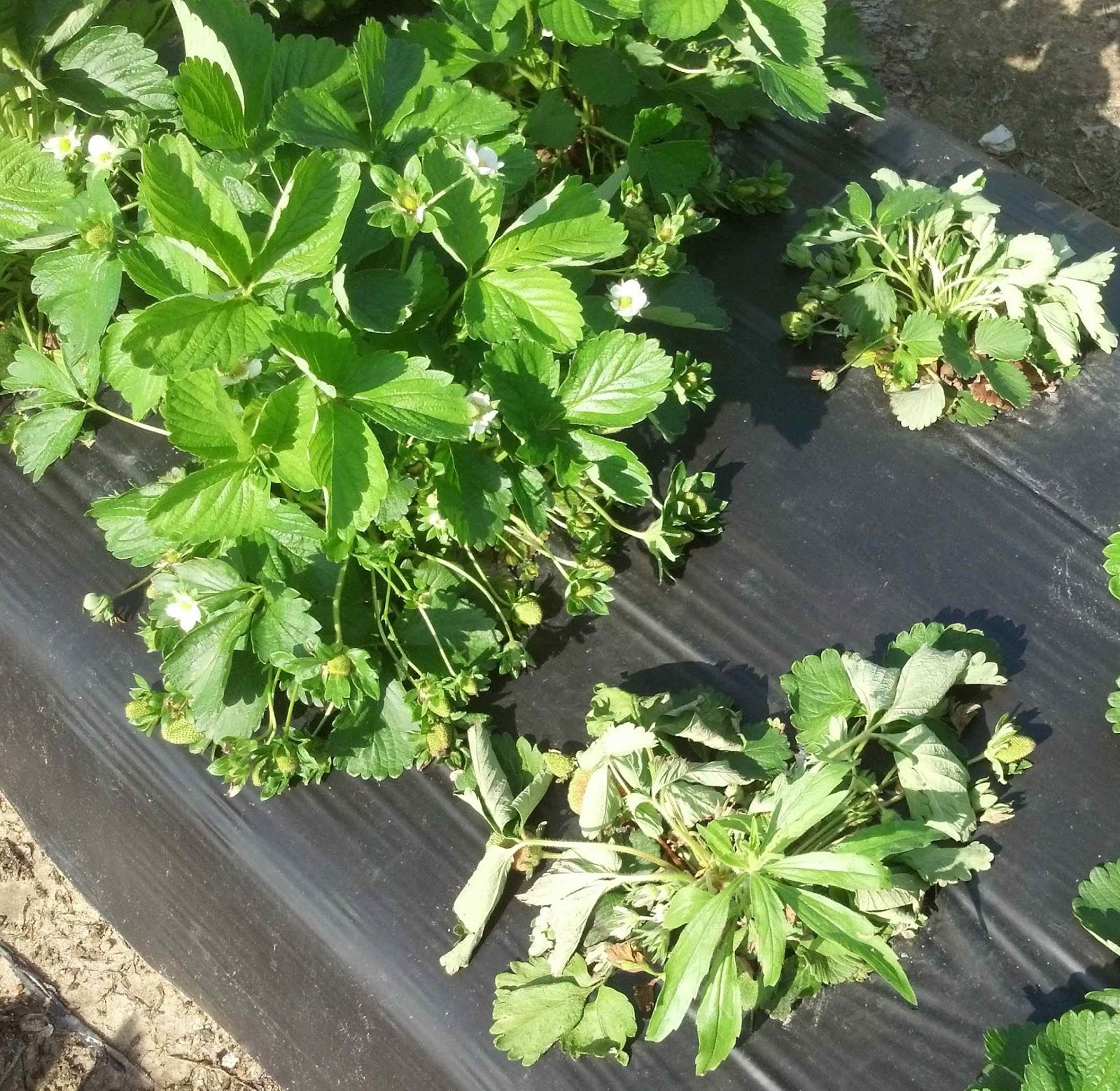 Southern University Ag Center and College of Agriculture: How to Manage ...