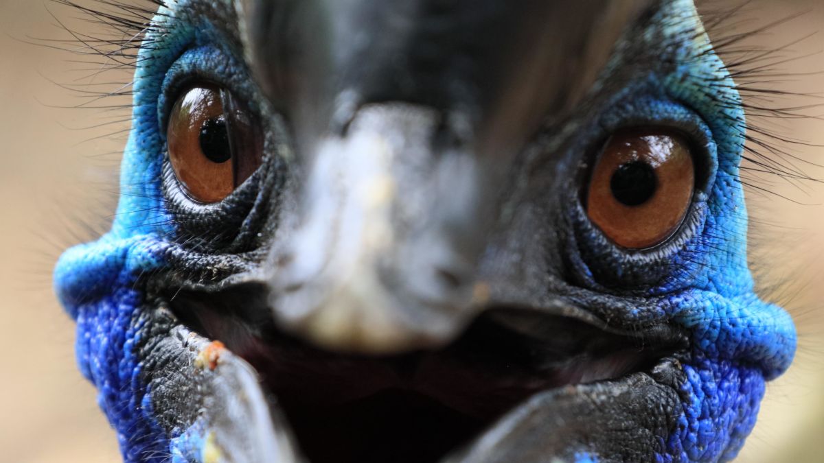 The Glass Character: Death by cassowary