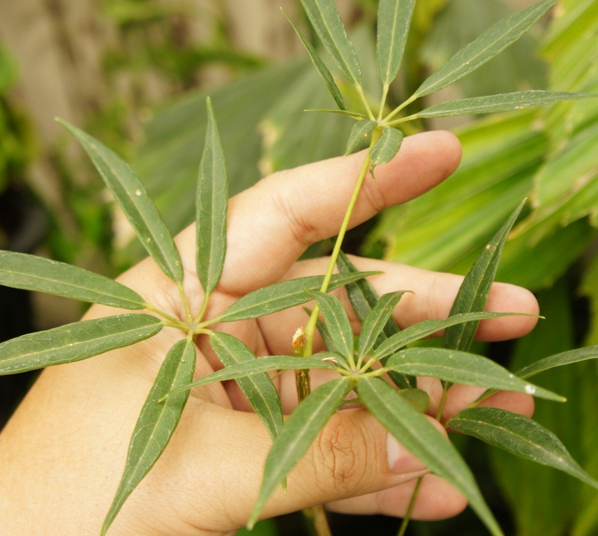 OUR PHILIPPINE TREES: Counting My 'Fingers', 60% OFF