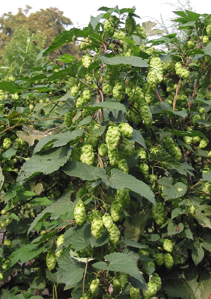 CURARSI COL LUPPOLO - Humulus lupulus - Blog di pociopocio