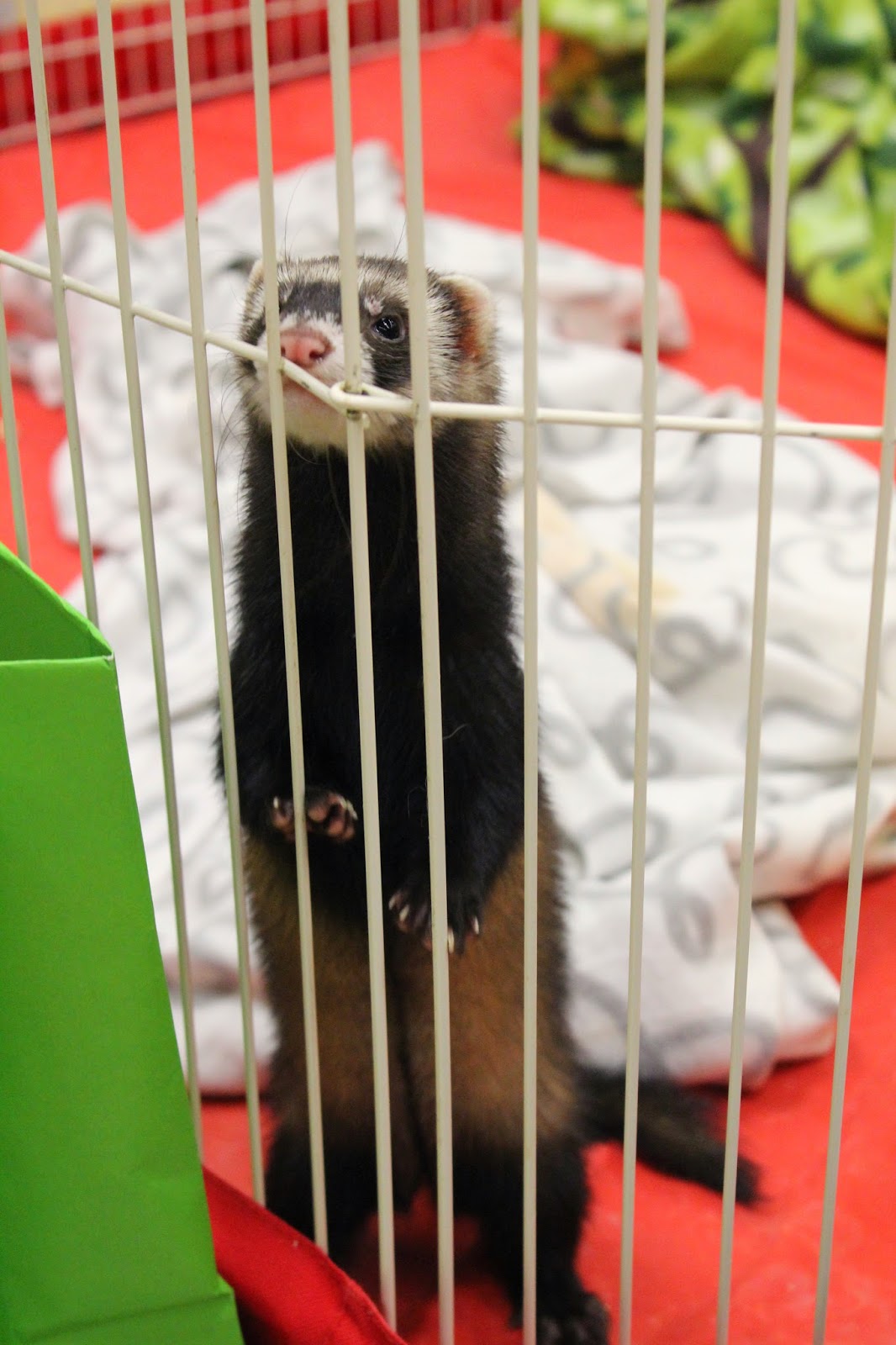 Taskuvarkaani frettiblogi Taskuvarkaani - Kaikki freteistä