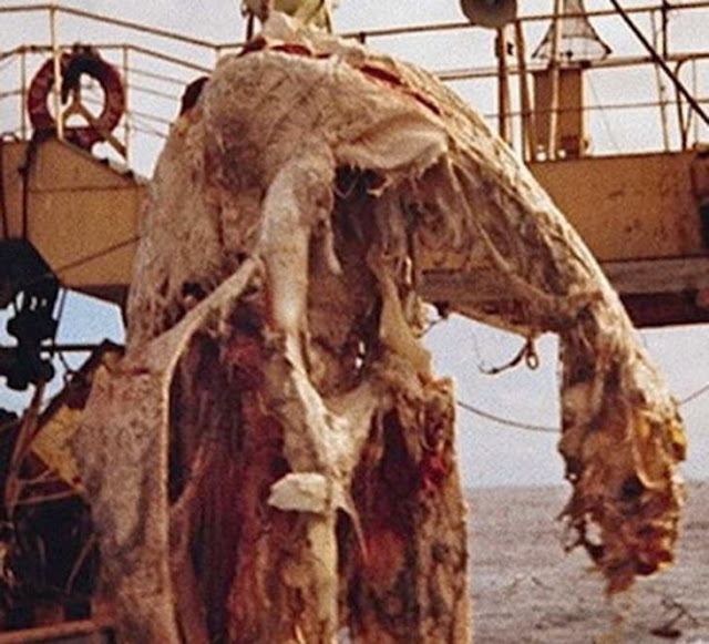 A volta do plesiossauro marinho - Ocultopédia - A Enciclopédia do Ocultismo