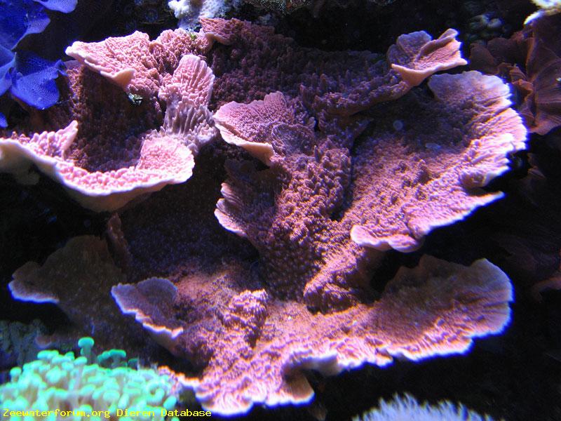 Pamacca: JENIS-JENIS KARANG MONTIPORA DI INDONESIA