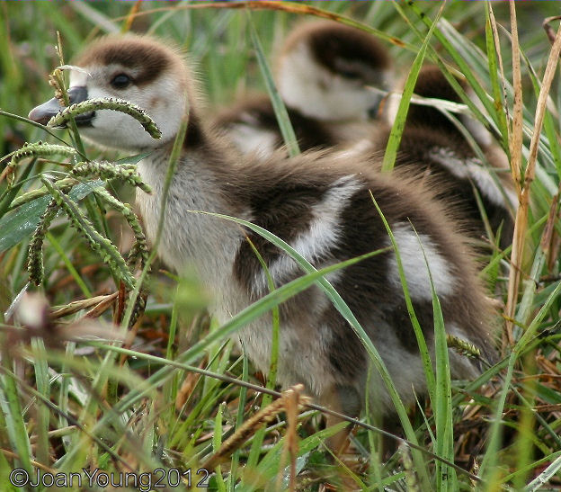 South African Photographs: Egyptian Goose babies