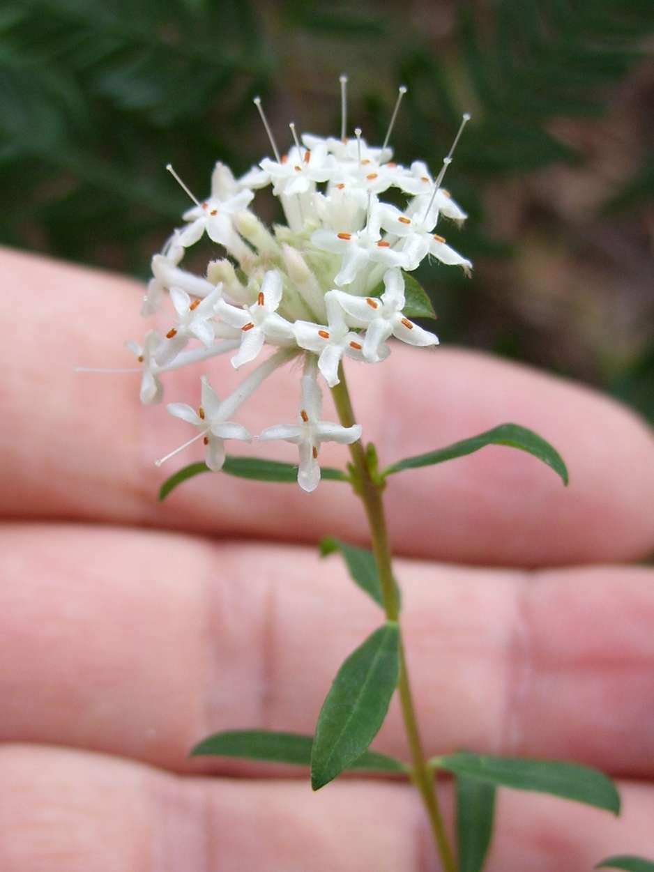 PhyloBotanist: Botany picture #77: Pimelea linifolia