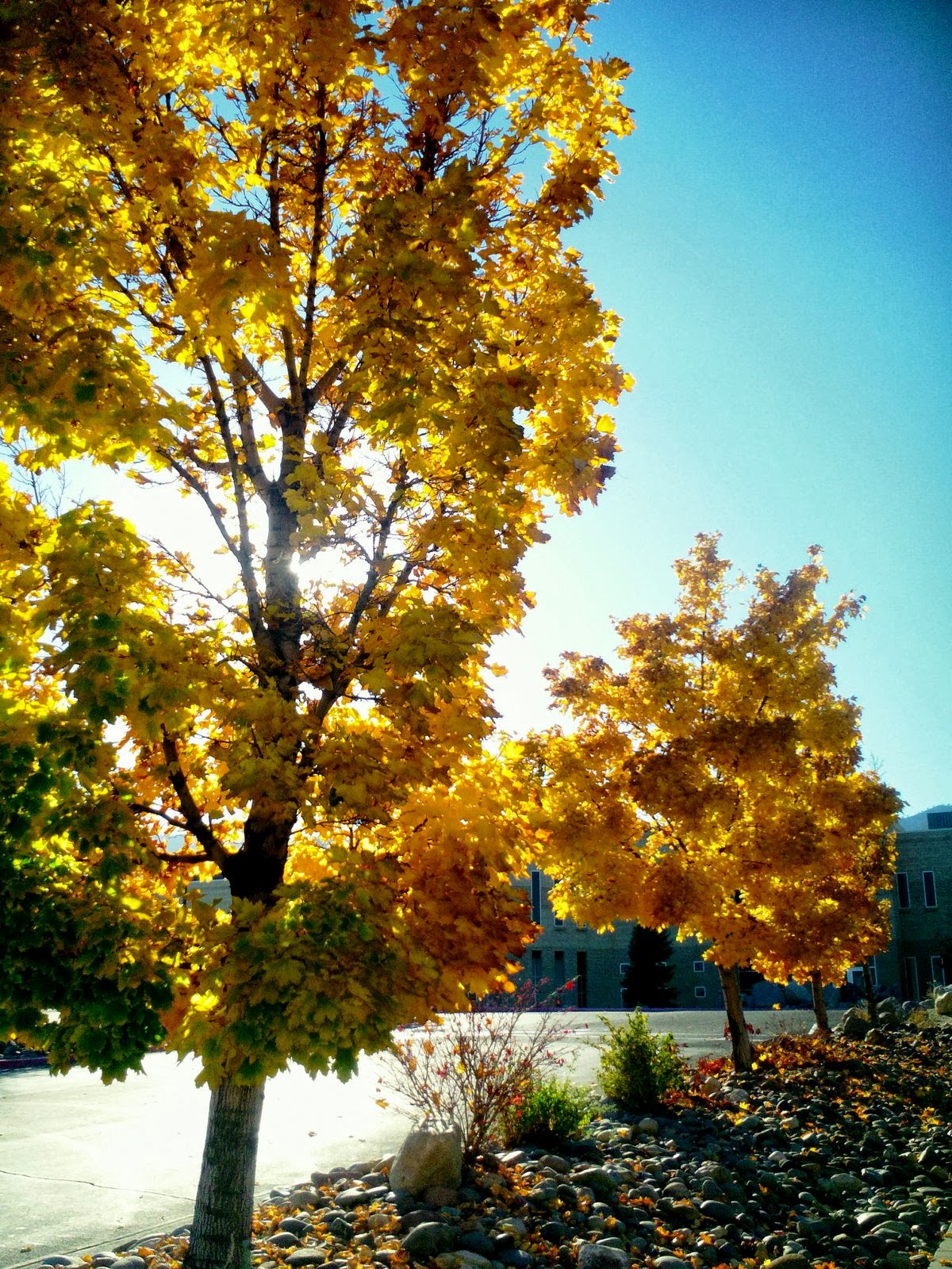 Fall Colors-Autumn Day-Carson City, Nevada-10/20/2013