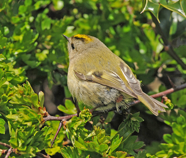Brian Rafferty...Wildlife Photographer: Golden Crested Wren