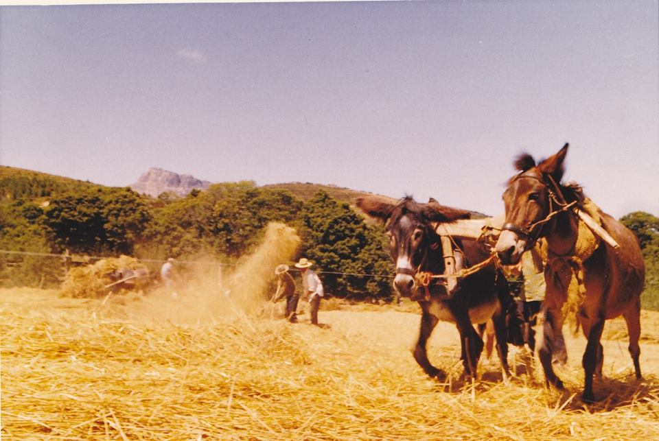 LA ALBERCA EN SUS TRADICIONES: LAS PARVAS