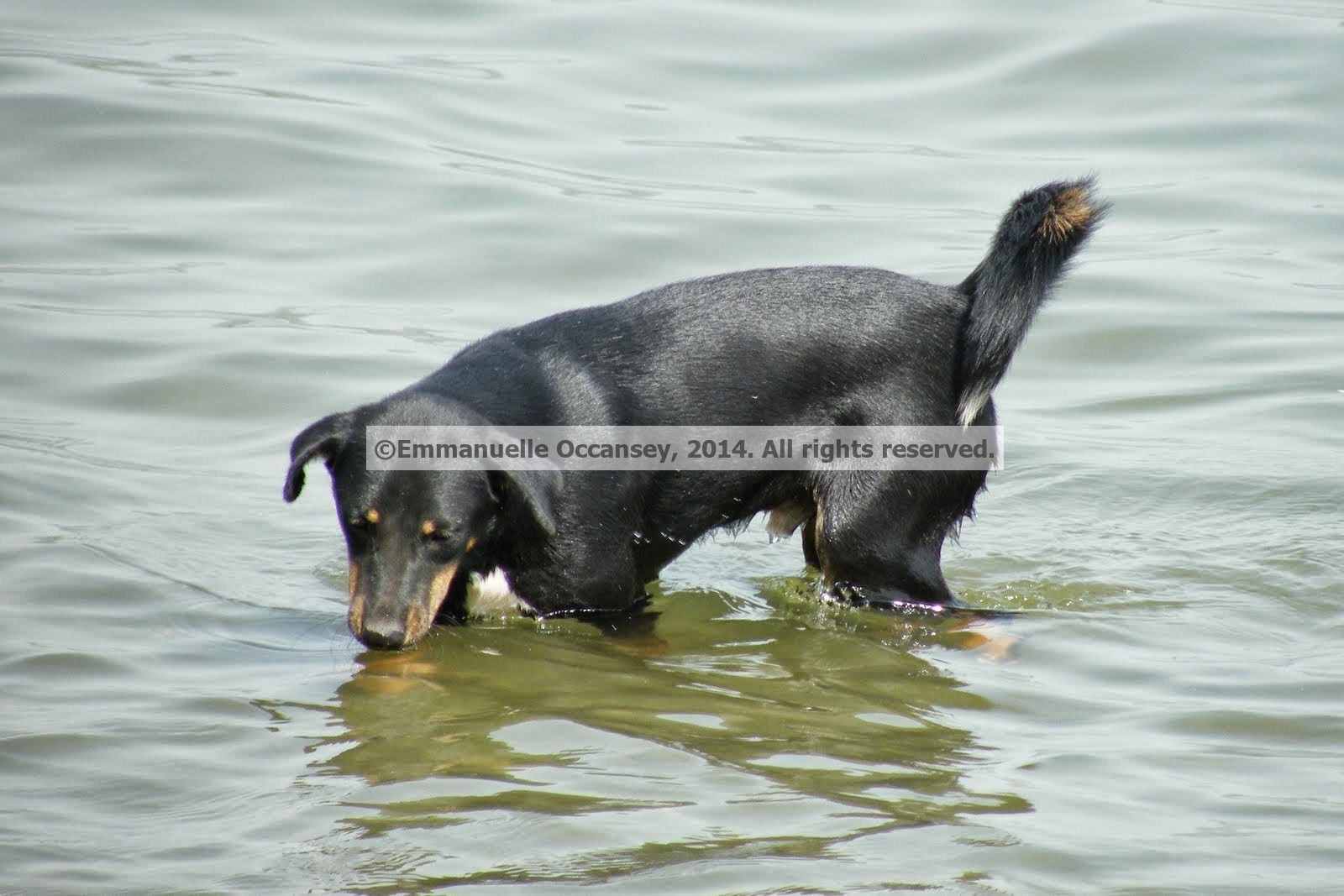 West African Dogs: Lake Bosumtwi, Ashanti Region, Ghana