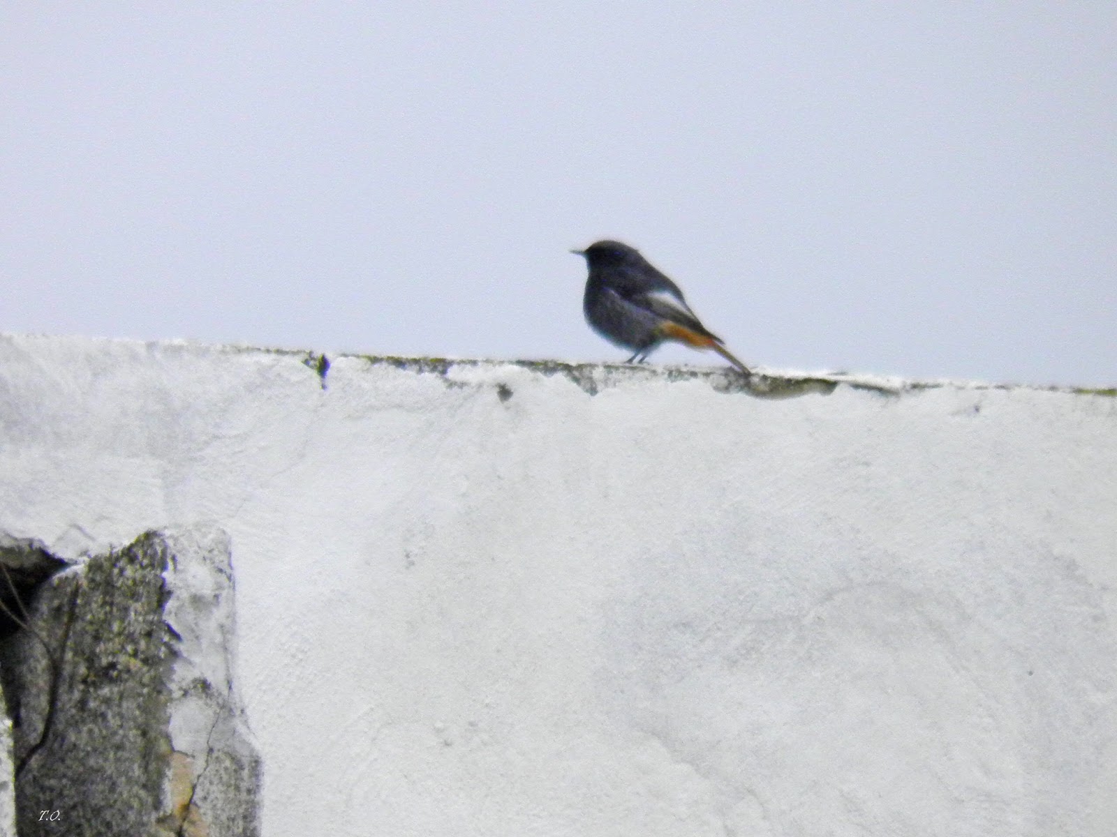 PASARI DIN ROMANIA: CODROS DE MUNTE (2), Phoenicurus ochruros