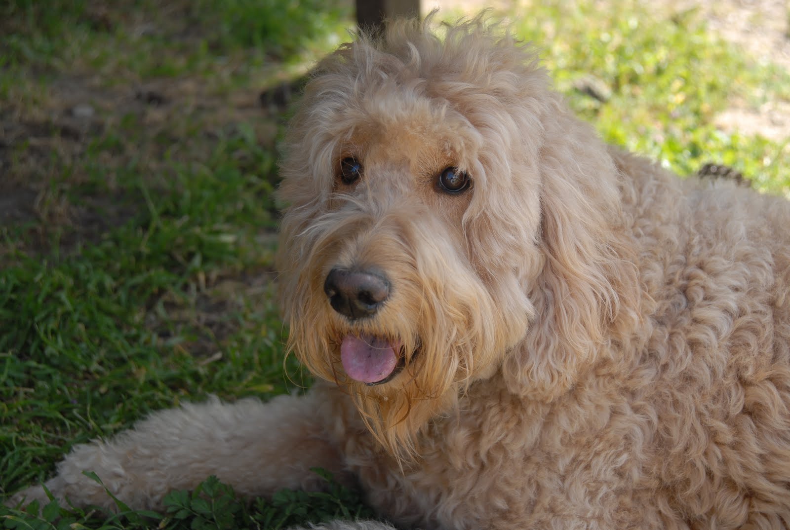 Foodie-bia: Point Isabel Doodle Romp