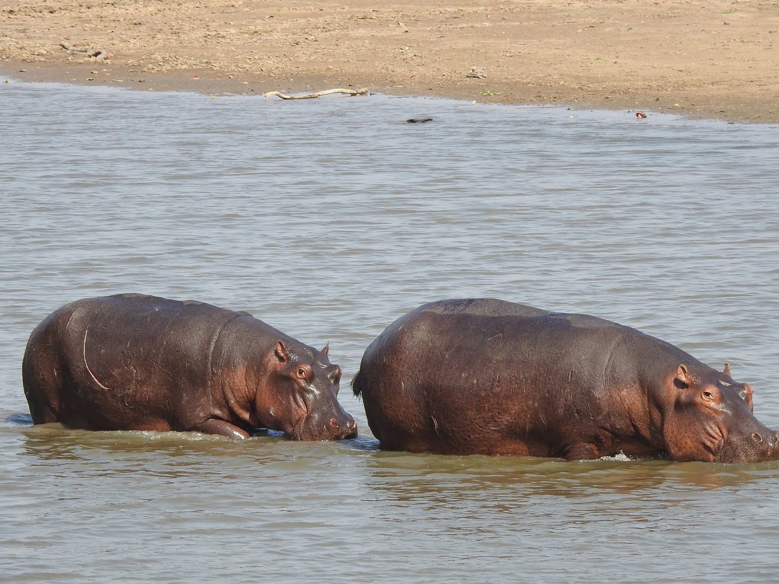 Hippos, Giraffes and Lions, Oh My....