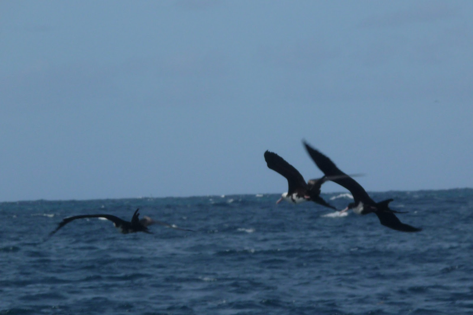 Hipster Birders: A Great Great Frigatebird Experience