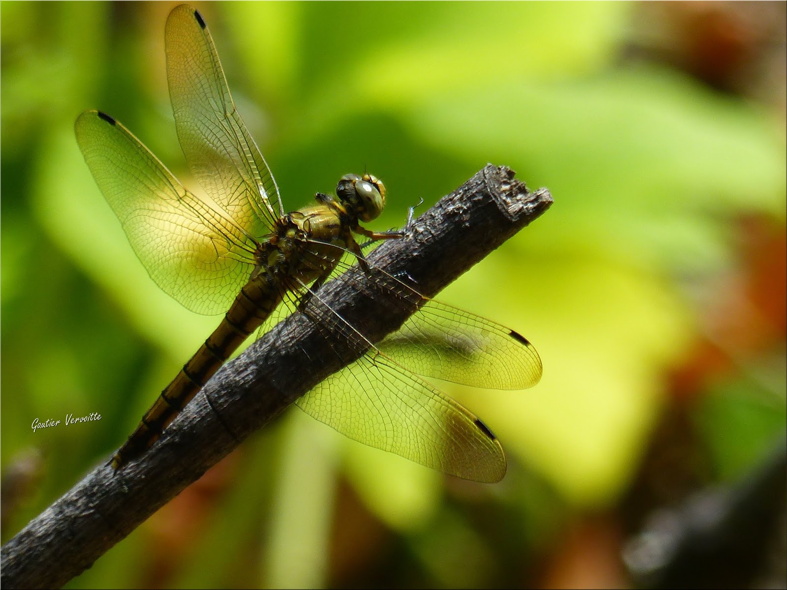 Les Libellules si rapides et importantes pour la Nature aussi
